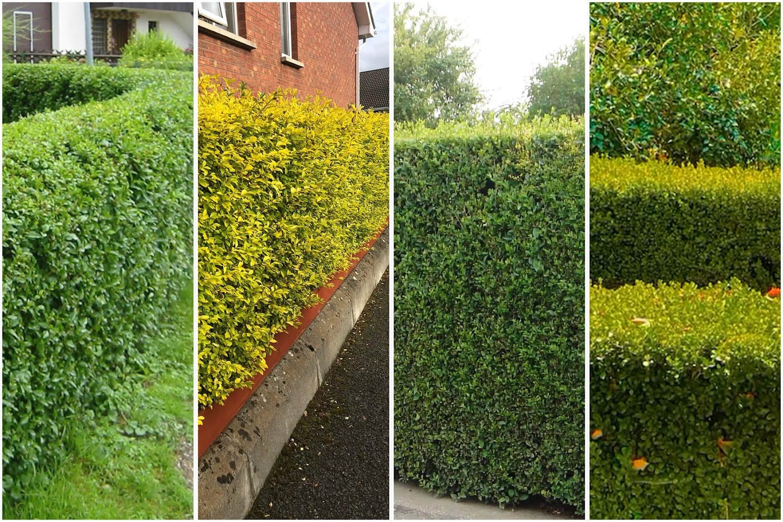How to Trim Hedges along Driveways: Expert Tips for Perfect Edges ...